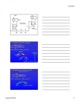 Chuong 4. sinh ly noi tiet | PDF