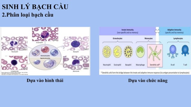 chuyên đề tế bào máu và bệnh bạch cầu 2024 | PPTX