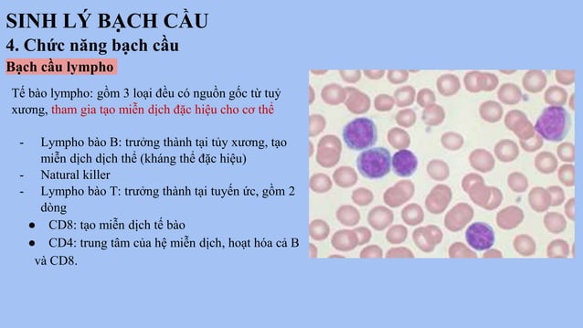 chuyên đề tế bào máu và bệnh bạch cầu 2024 | PPTX