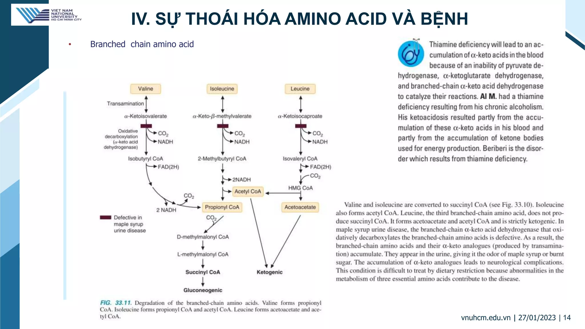 Chuyển hóa Acid amin.pptx