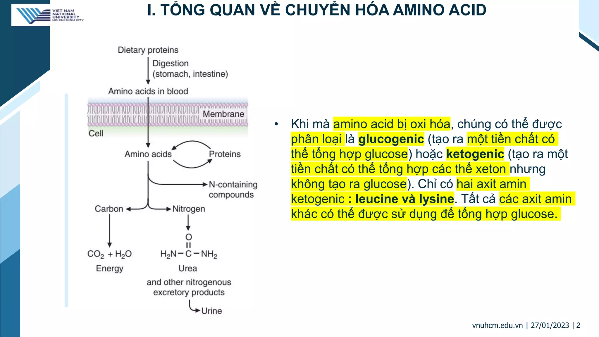 Chuyển hóa Acid amin.pptx