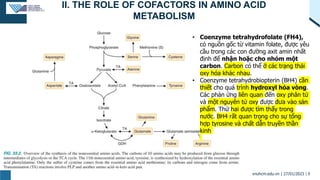 Chuyển hóa Acid amin.pptx