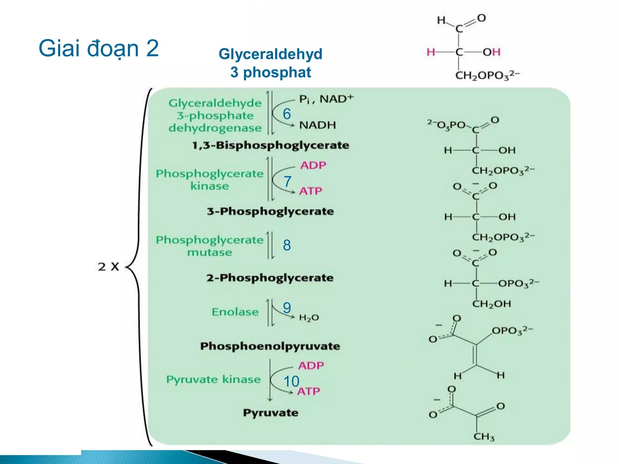 CHUYEN HOA GLUCID ( SỬA).ppt