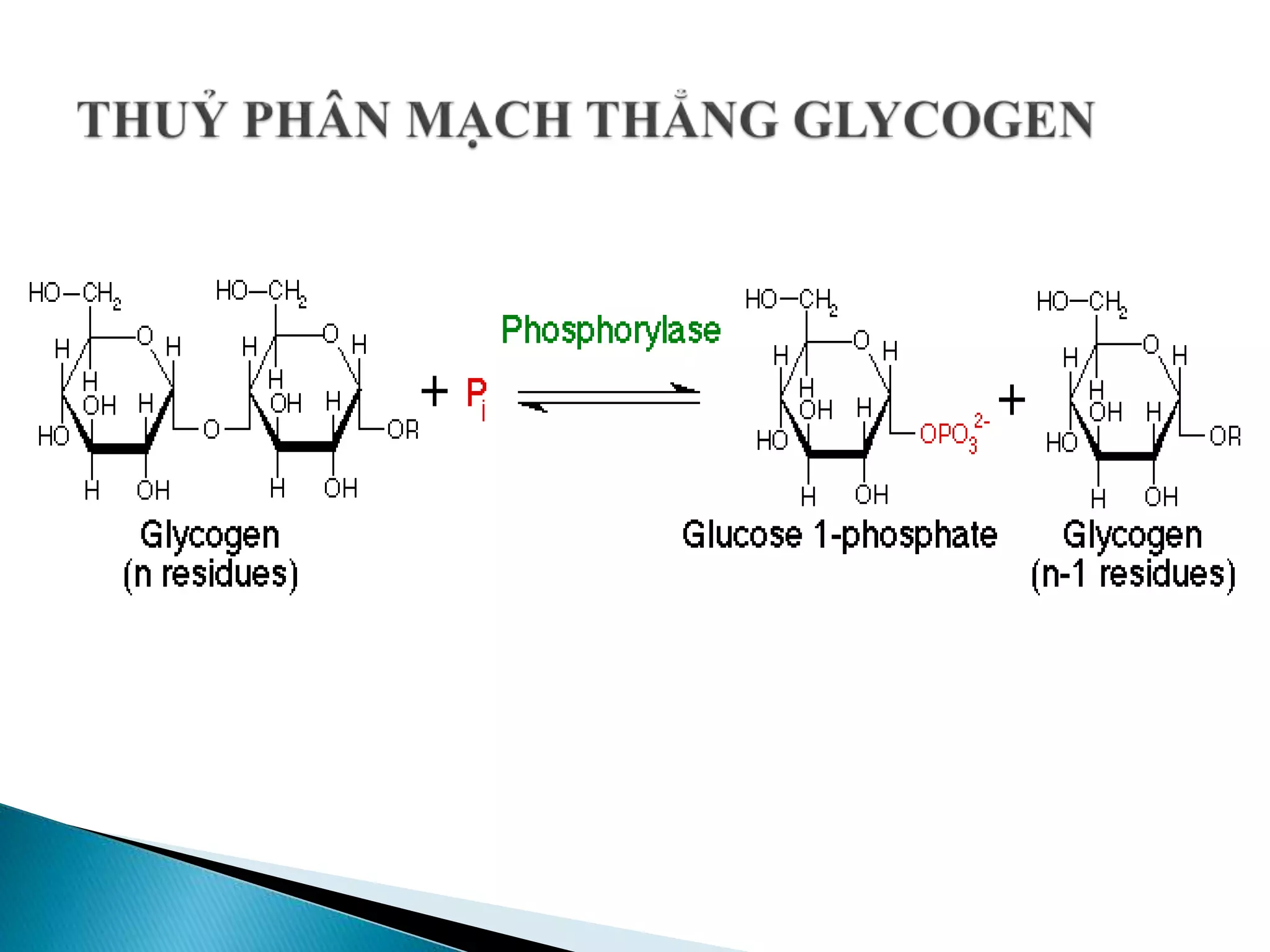 CHUYEN HOA GLUCID ( SỬA).ppt