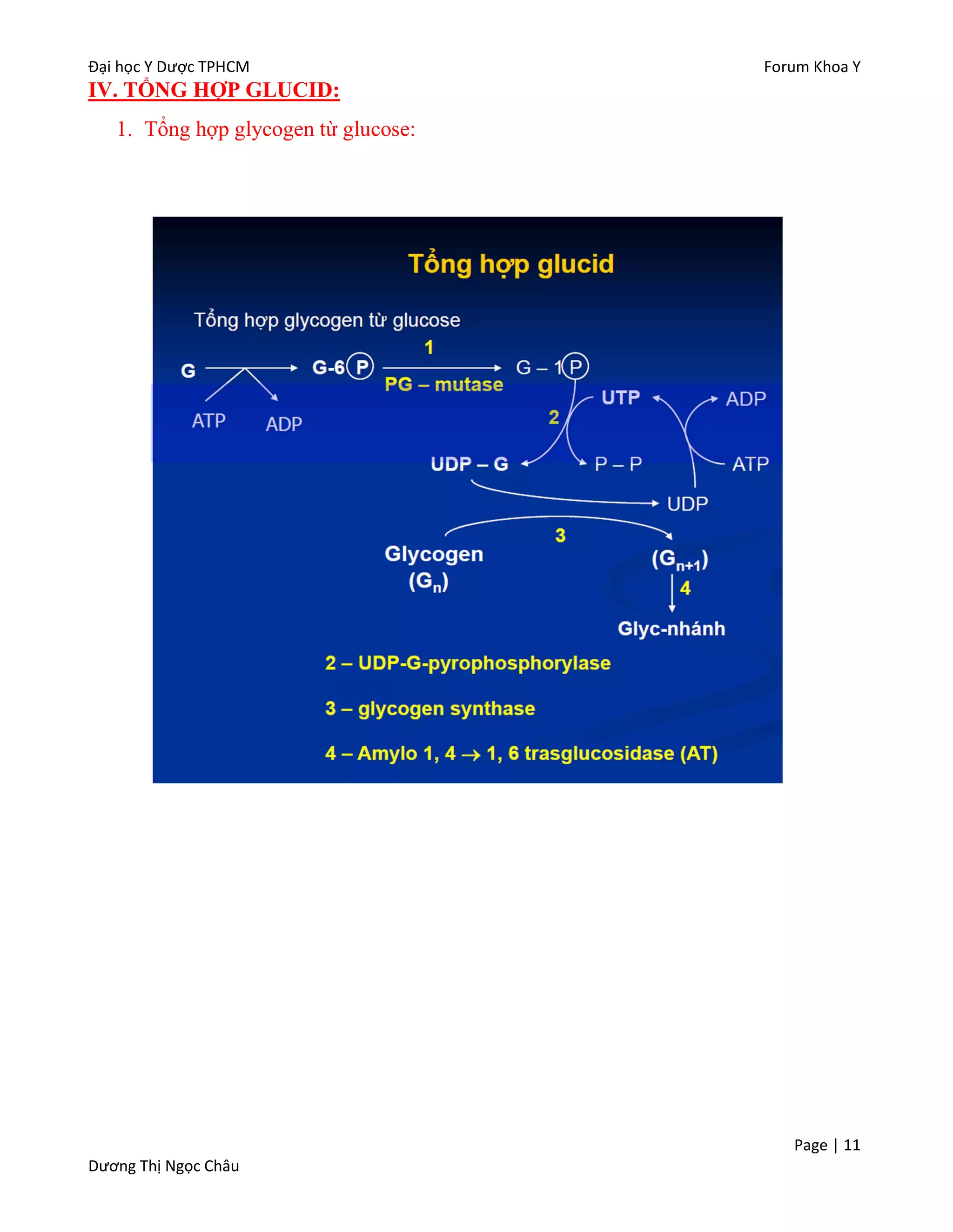 Chuyển hóa glucid | PDF