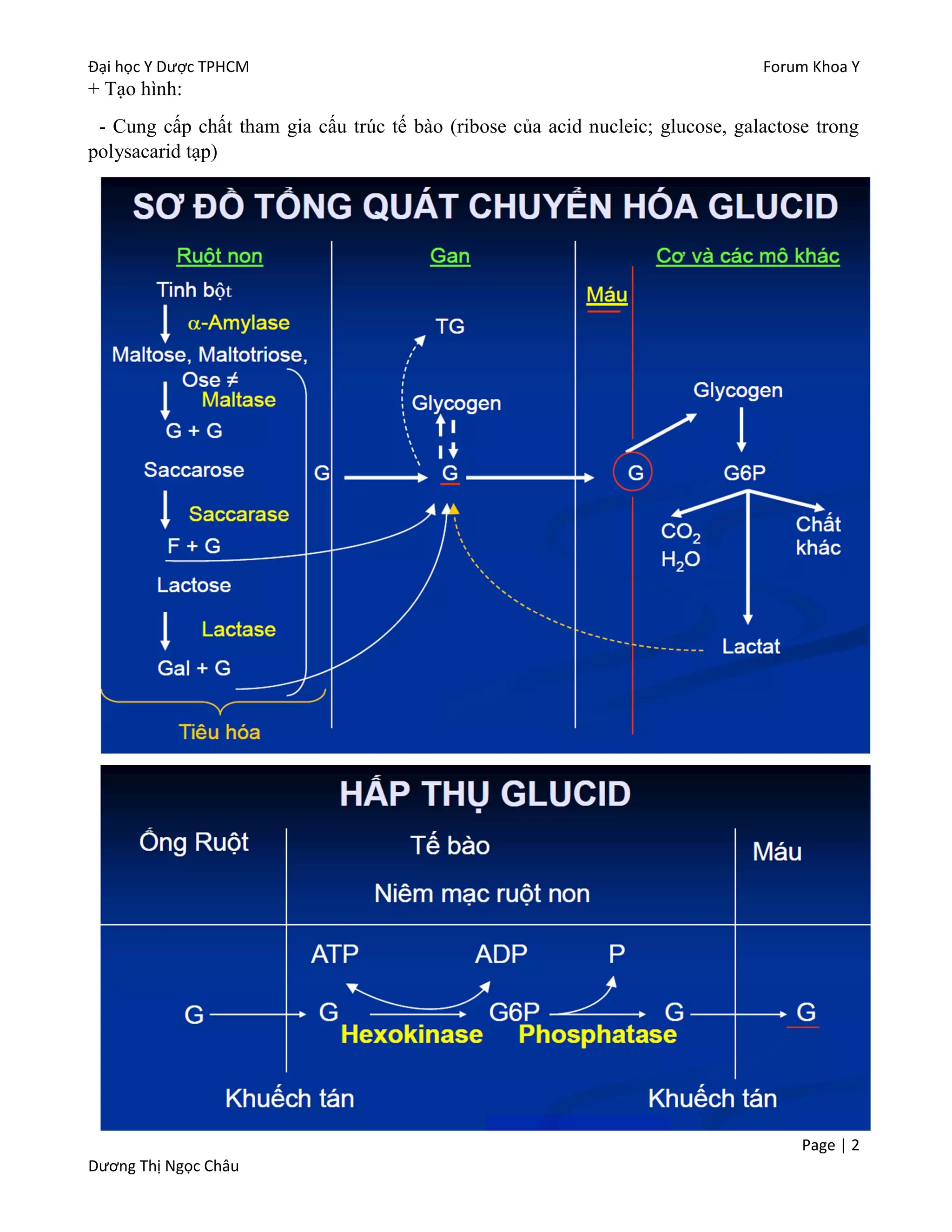 Chuyển hóa glucid | PDF