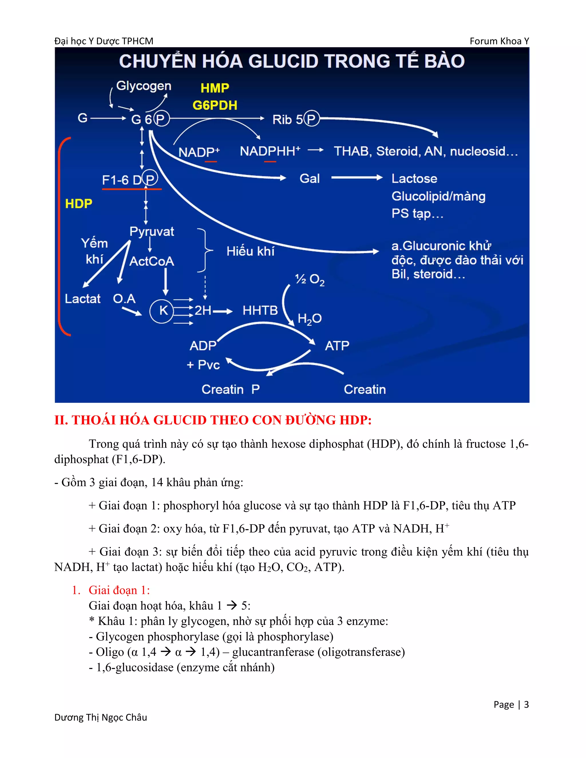 Chuyển hóa glucid | PDF