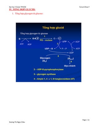 Chuyển hóa glucid | PDF