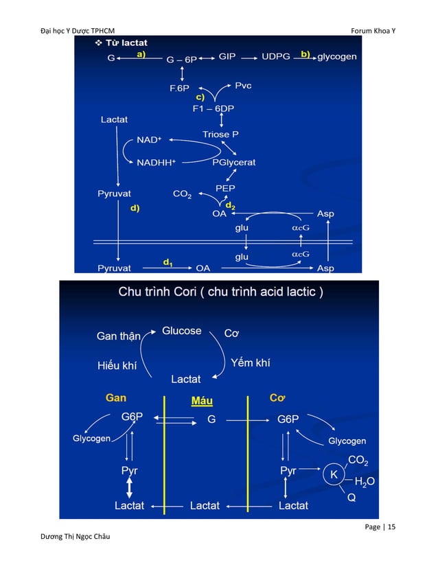Chuyển hóa glucid | PDF