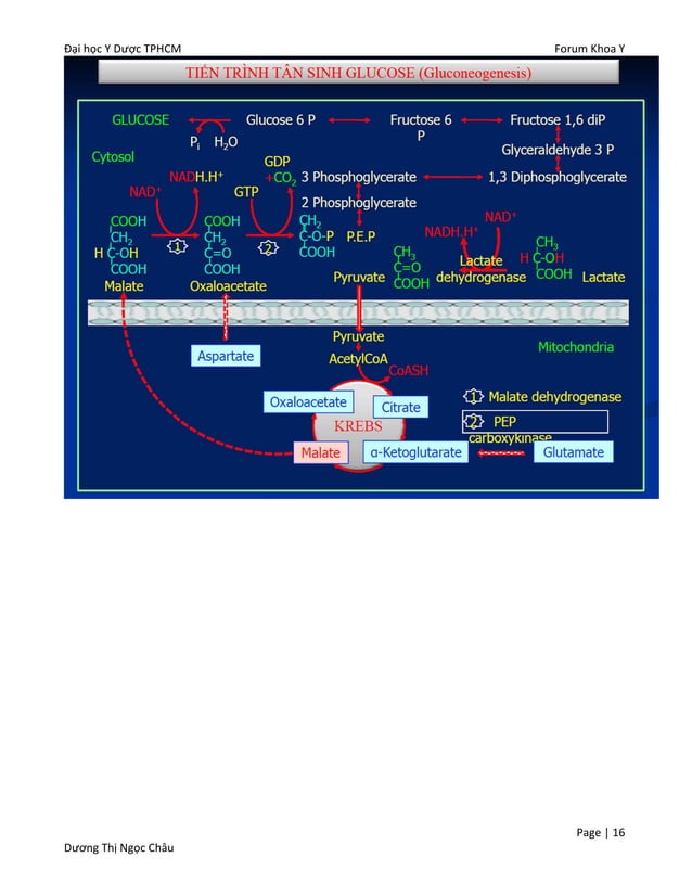 Chuyển hóa glucid | PDF