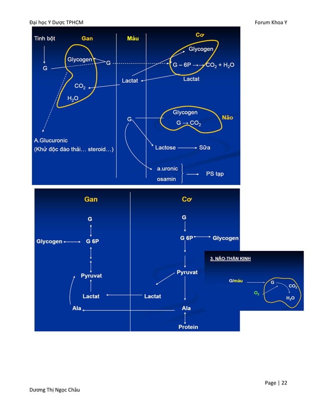 Chuyển hóa glucid | PDF