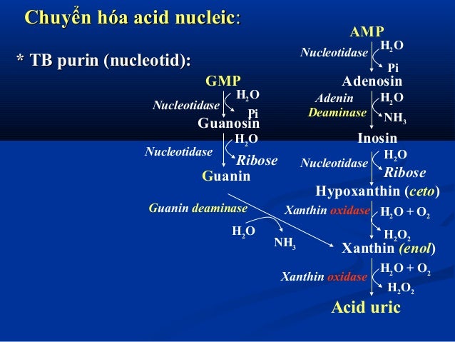 Chuyển hoá protid & acid nucleic