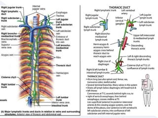Chylous fistula of the neck
