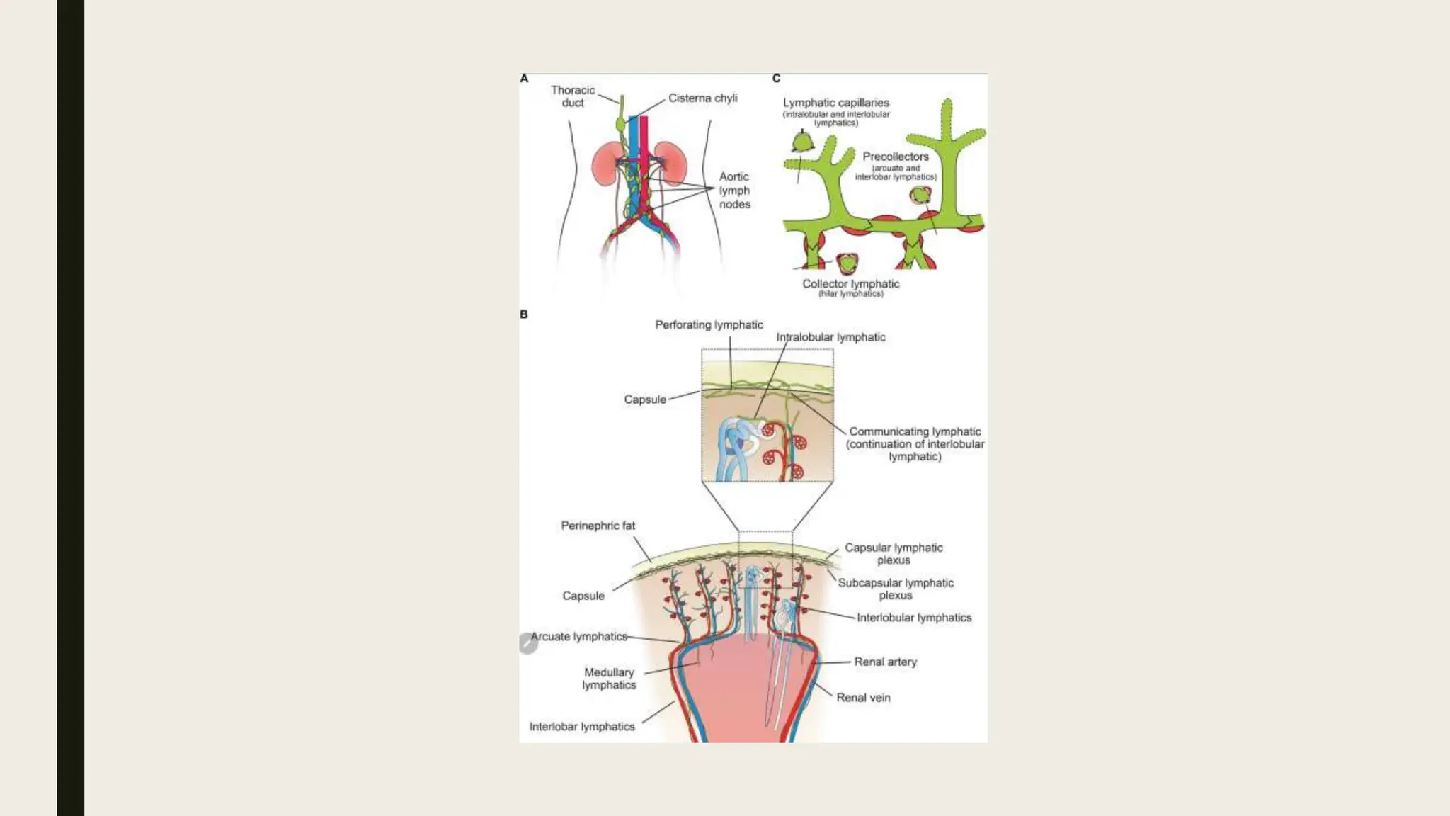 A ppt on chyluria diagnosis and management .pptx