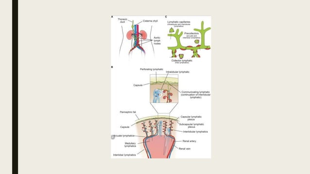 A ppt on chyluria diagnosis and management .pptx