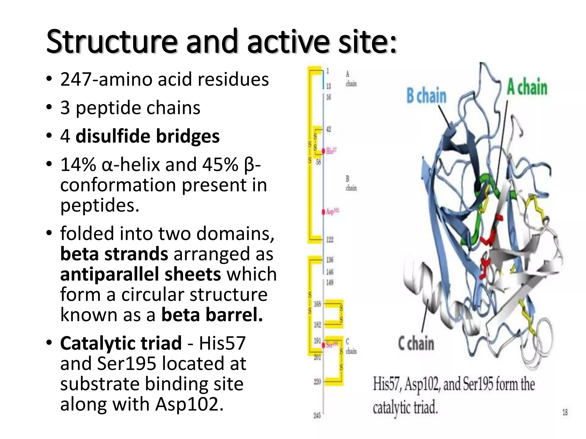 Chymotrypsin Serine Protease Mechanism | PPTX