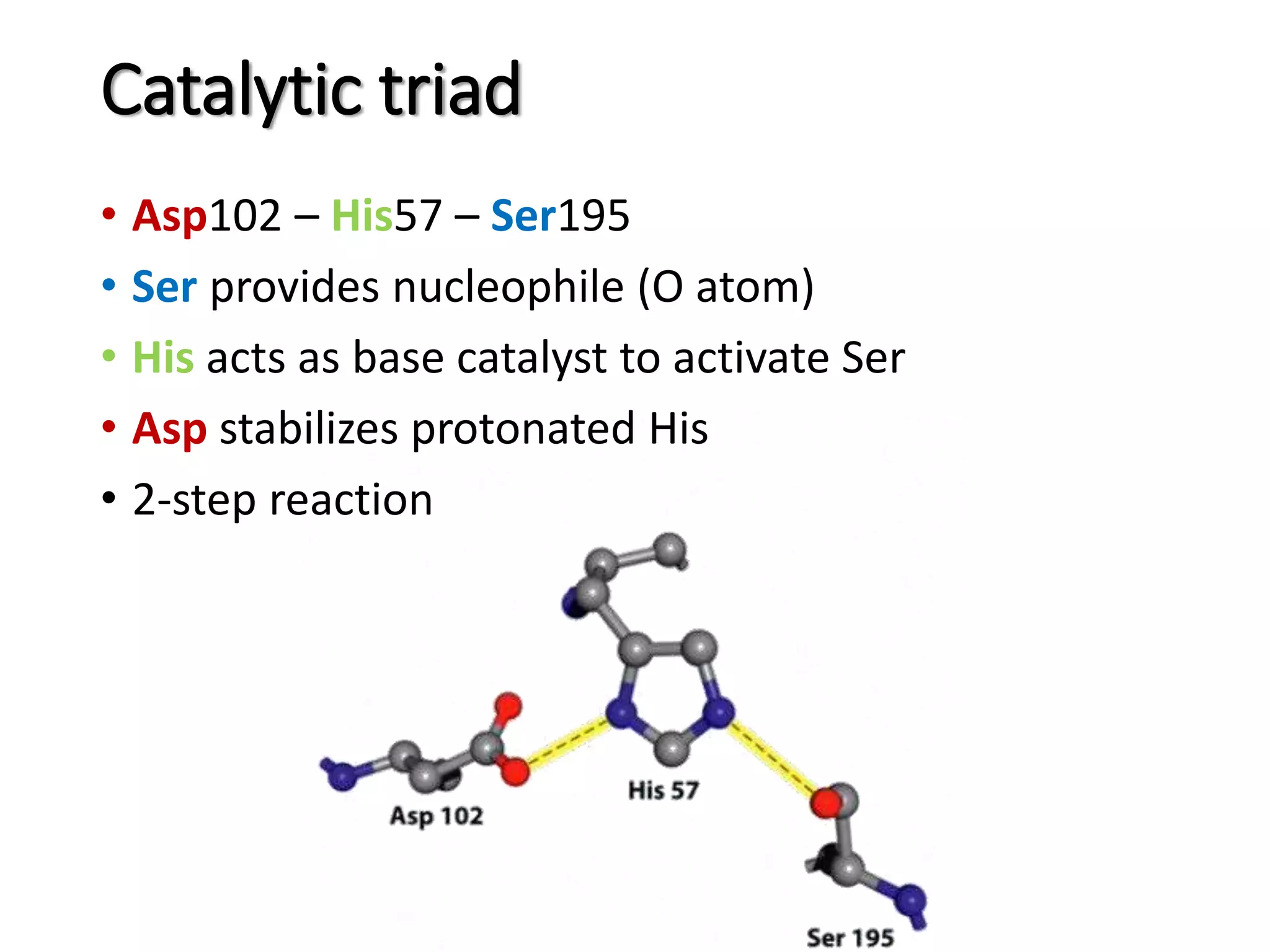 Chymotrypsin Serine Protease Mechanism | PPTX