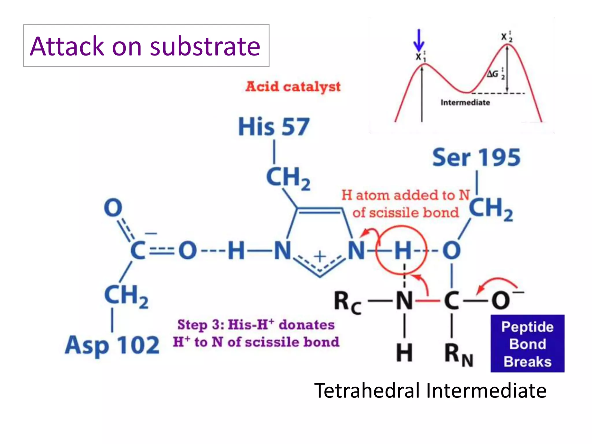Chymotrypsin Serine Protease Mechanism | PPTX