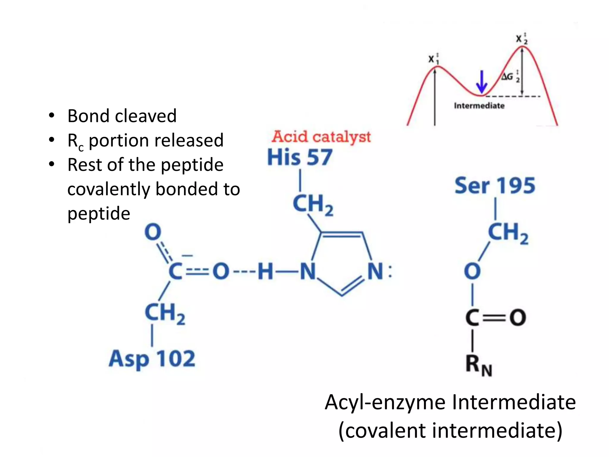 Chymotrypsin Serine Protease Mechanism | PPTX