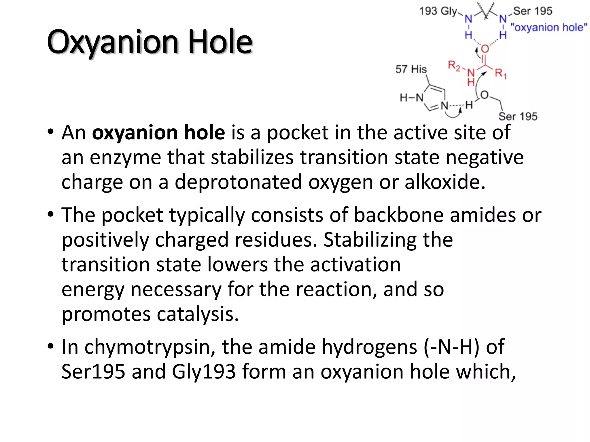 Chymotrypsin Serine Protease Mechanism | PPTX