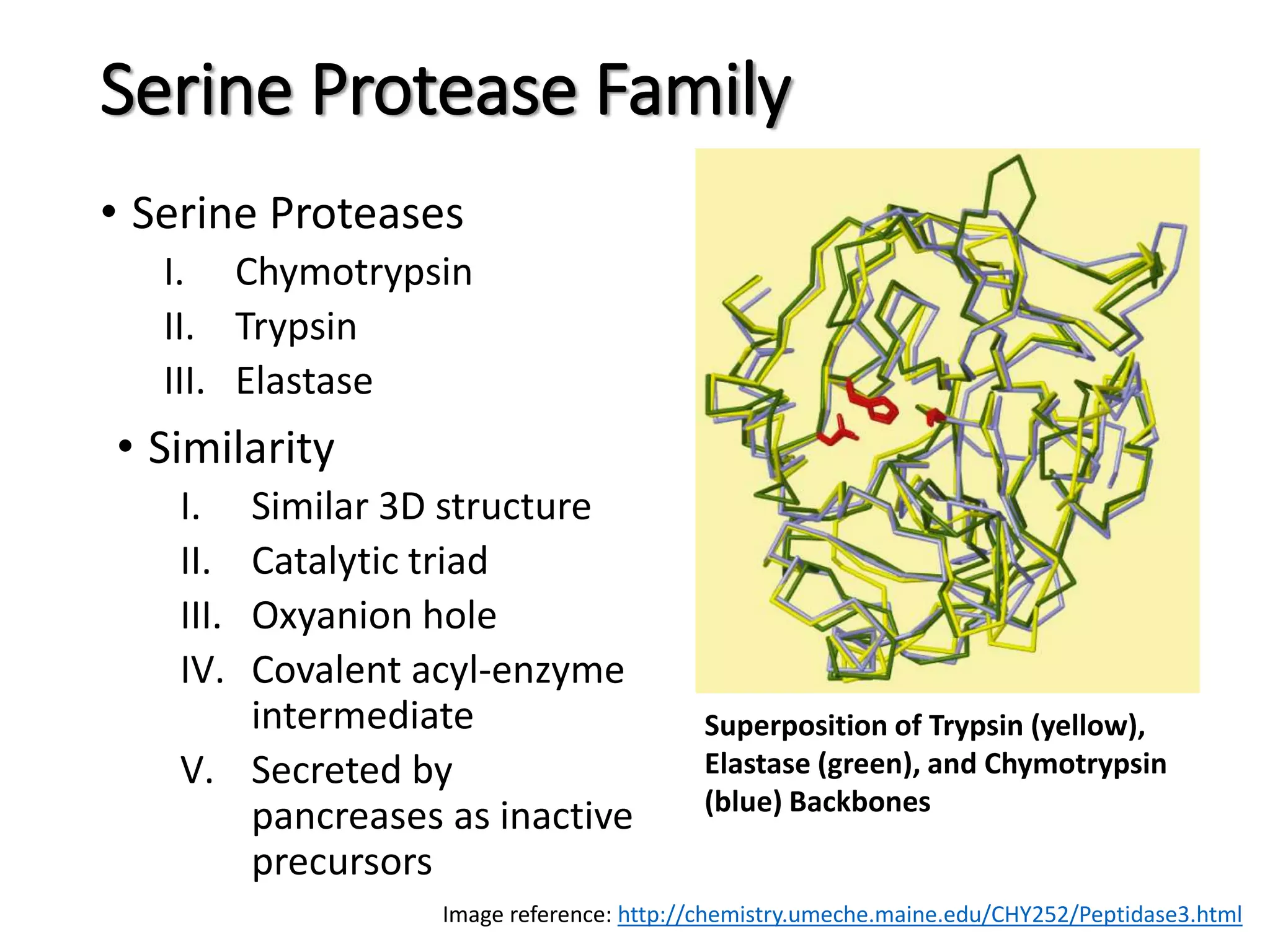 Chymotrypsin Serine Protease Mechanism | PPTX