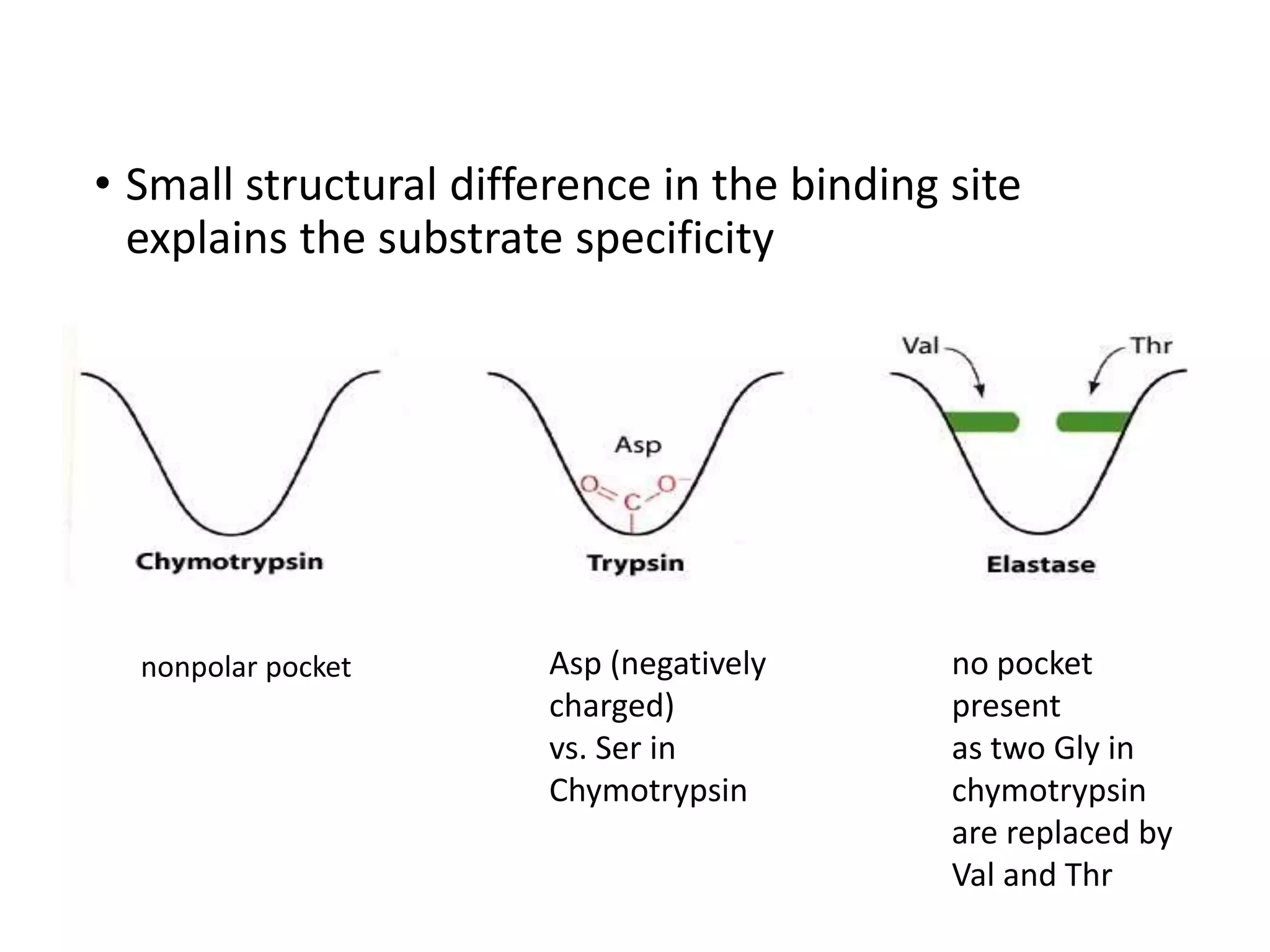 Chymotrypsin Serine Protease Mechanism | PPTX
