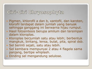 Chyrosophyta | PPT