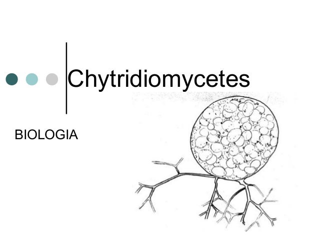 Chytridiomycetes
