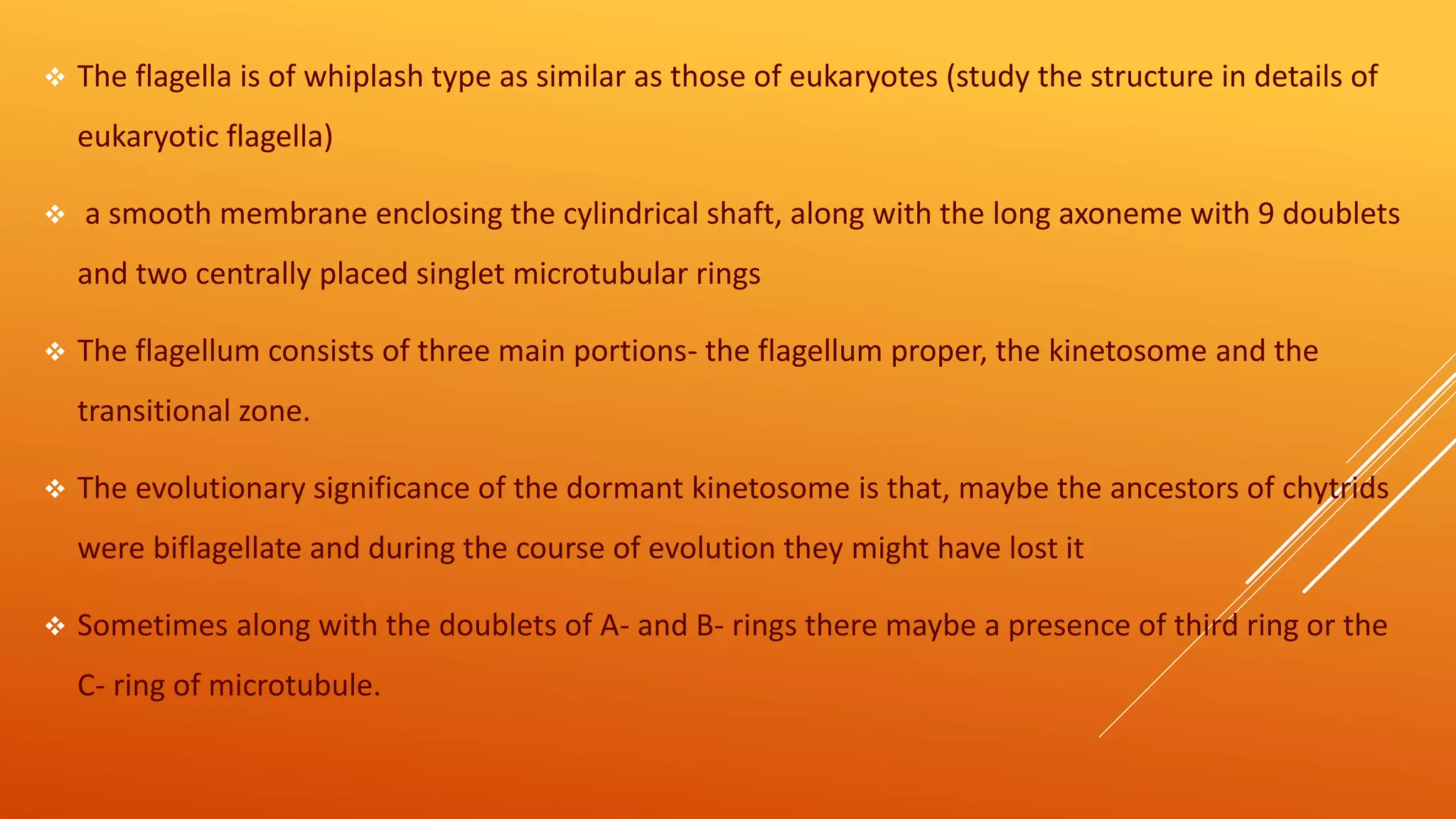Chytridiomycetes | PPTX