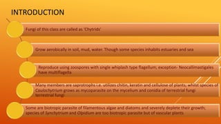 Chytridiomycetes | PPTX