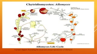 Chytridiomycetes | PPT