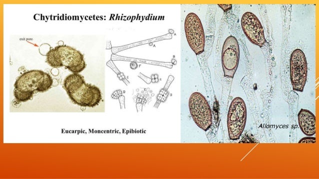 Chytridiomycetes
