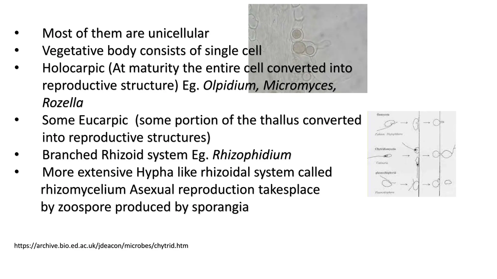Chytridiomycetes.pptx