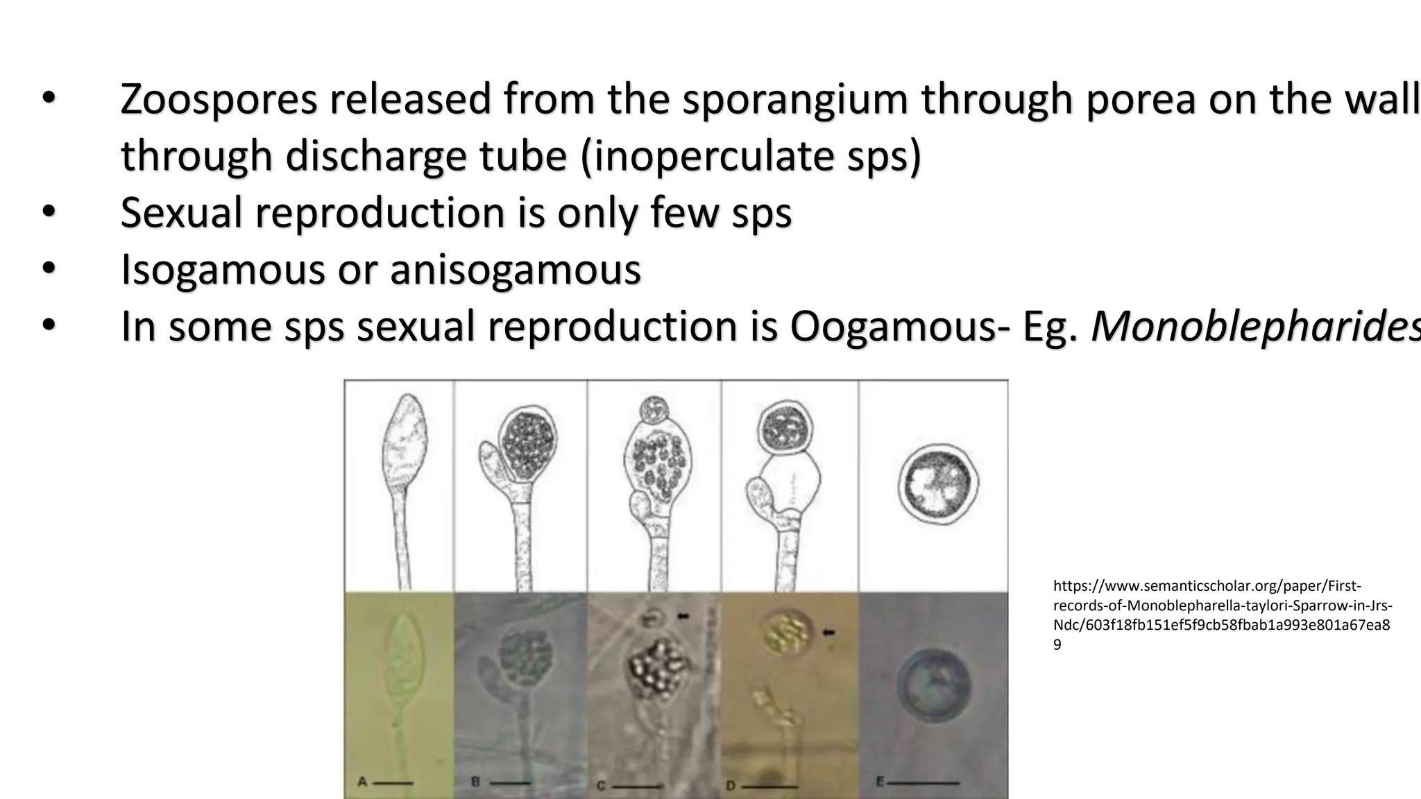 Chytridiomycetes.pptx