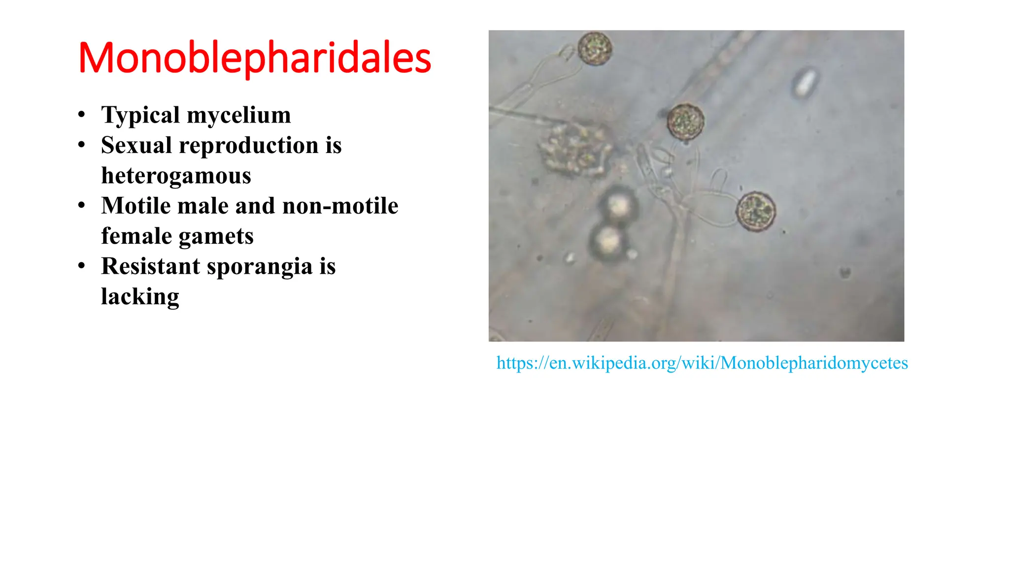 Chytridiomycetes.pptx