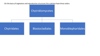 Chytridiomycetes.pptx