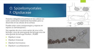 chytridiomycota.pptx BACTERIAS FITOPATOLOGIA | PPTX