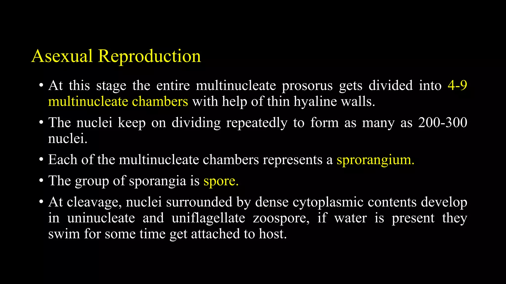 Chytridiomycota characters, taxonomy, life cycle of synchrium and major ...