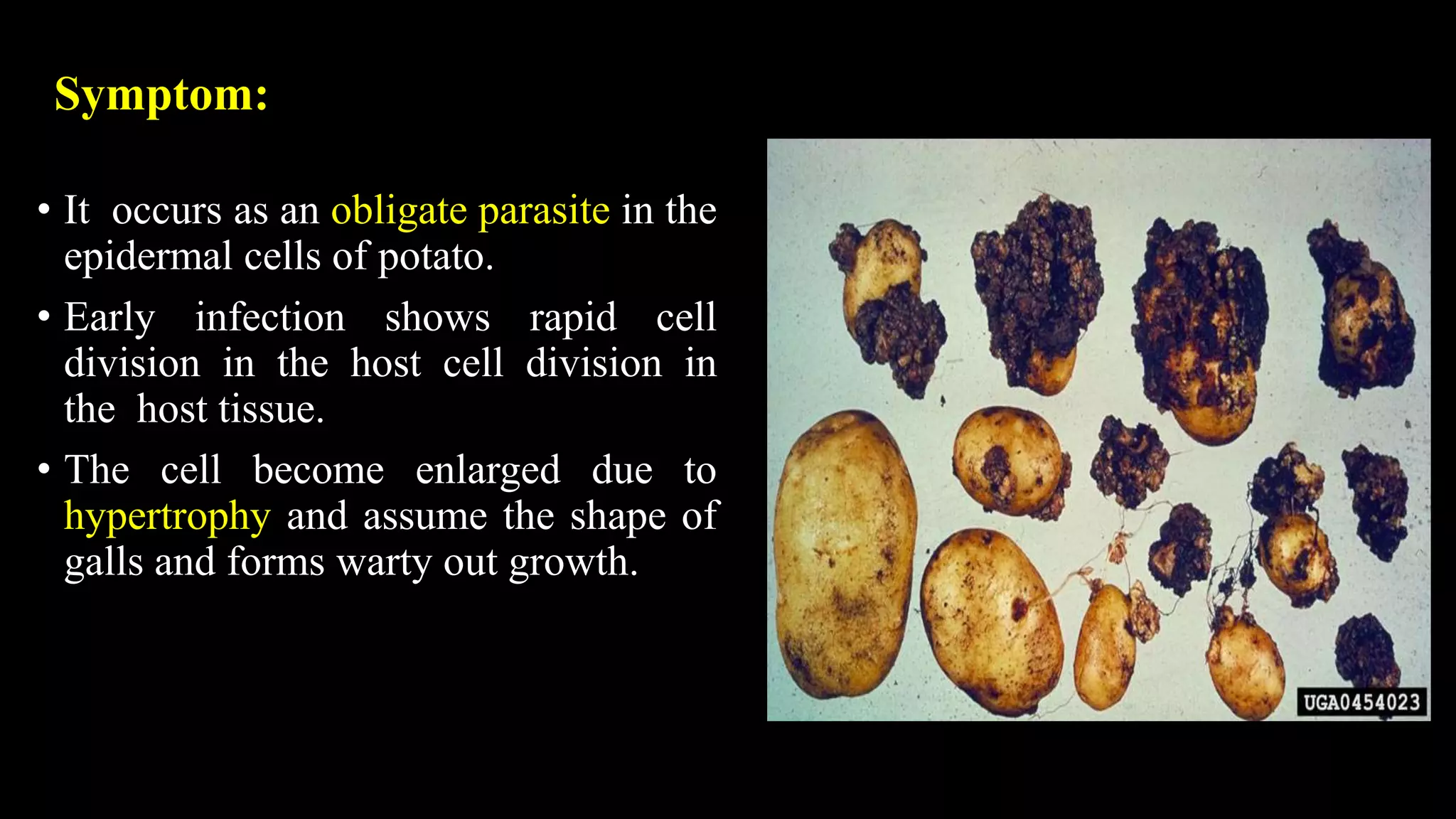 Chytridiomycota characters, taxonomy, life cycle of synchrium and major ...