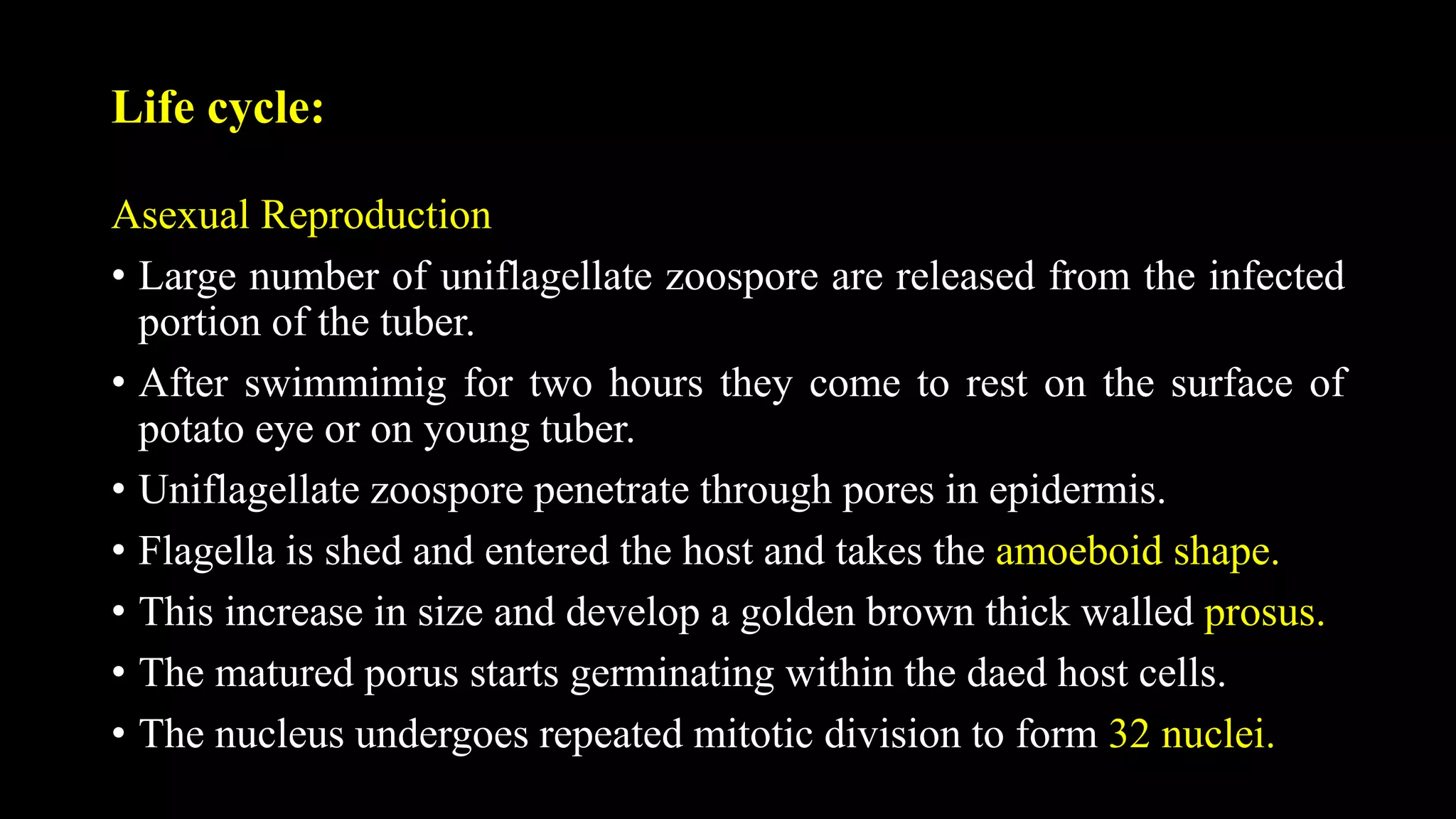 Chytridiomycota characters, taxonomy, life cycle of synchrium and major ...
