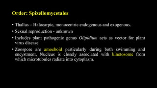 Chytridiomycota characters, taxonomy, life cycle of synchrium and major ...