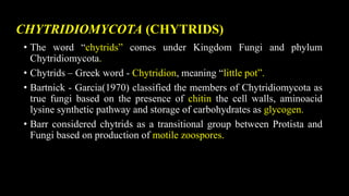 Chytridiomycota Life Cycle