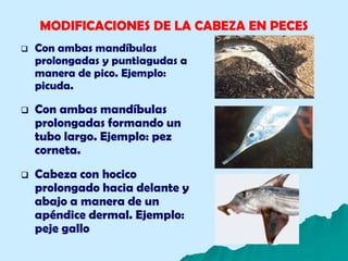CI3B-Formas corporales.pdf