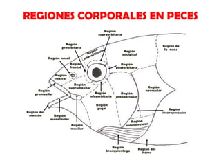 CI3B-Formas corporales.pdf