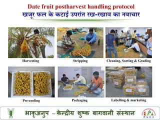 Postharvest handling, processing and VA of arid horticultural Crops | PDF