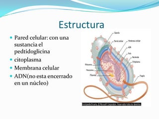 Cianobacterias | PPTX