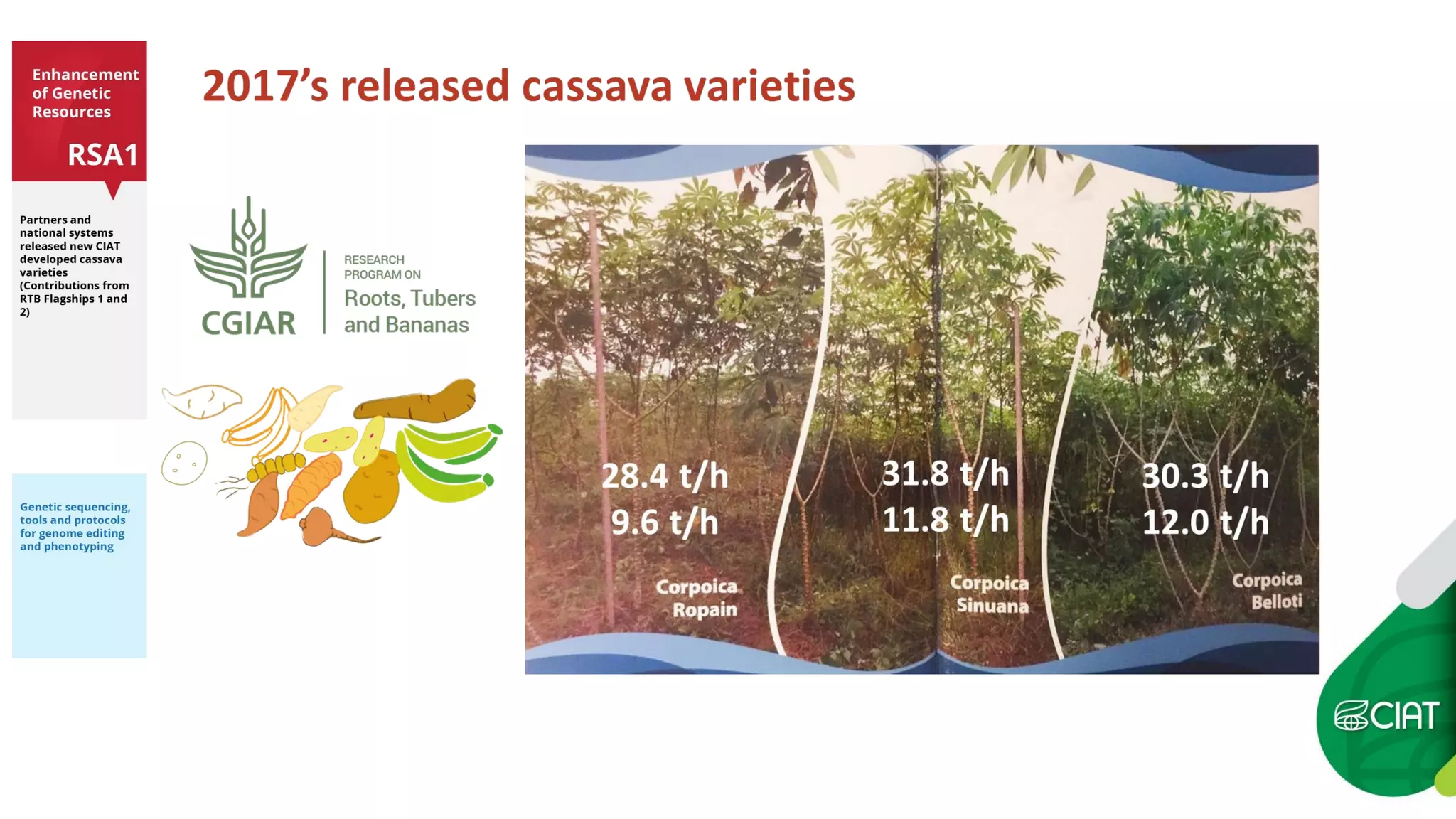 CIATs Cassava Breeding Approach to solve the CMD outbreak in SEA | PDF