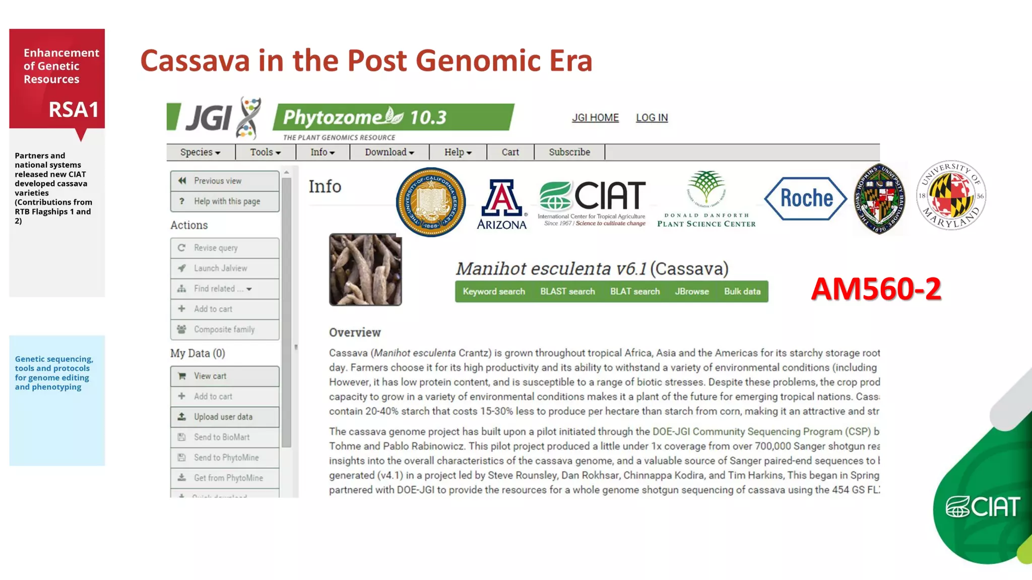 CIATs Cassava Breeding Approach to solve the CMD outbreak in SEA | PDF