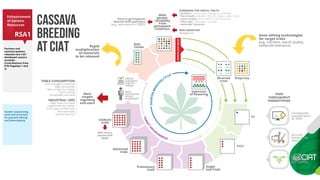 CIATs Cassava Breeding Approach to solve the CMD outbreak in SEA | PDF