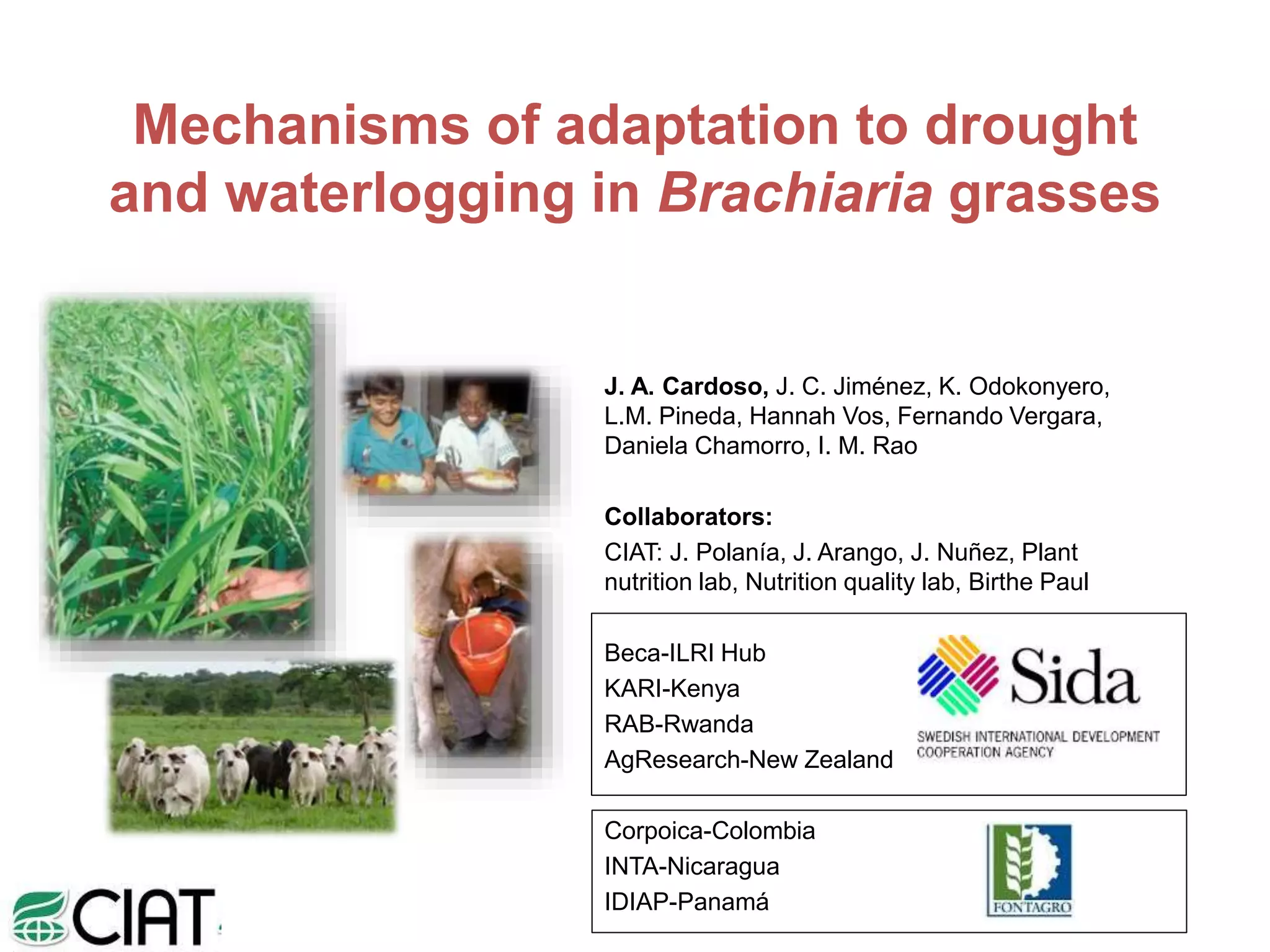 Mechanisms of adaptation to drought and waterlogging in Brachiaria ...